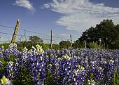 Stock Photography of Bluebonnet Flower Border x19352111 - Search Stock ...
